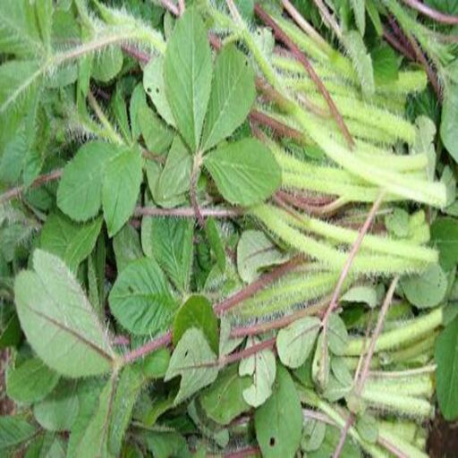 Organic Sagaa (African Spider Plant) Vegetables - Per Bunch
